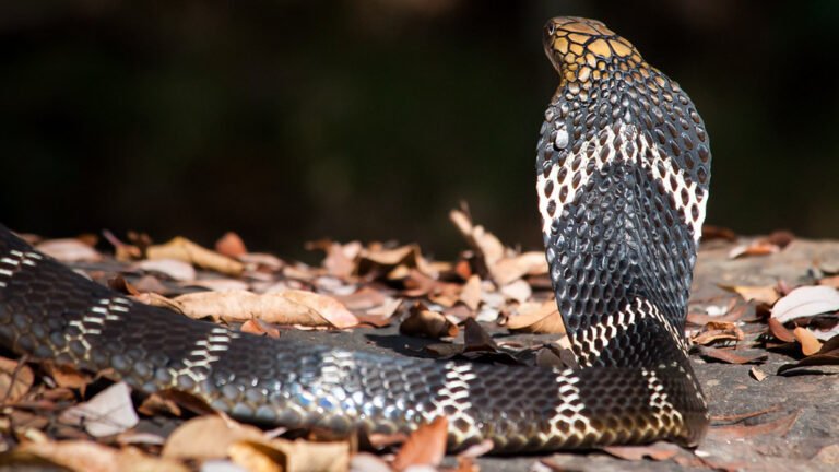 Todo sobre la Cobra Real (Ophiophagus hannah): Hábitat y Biología ...