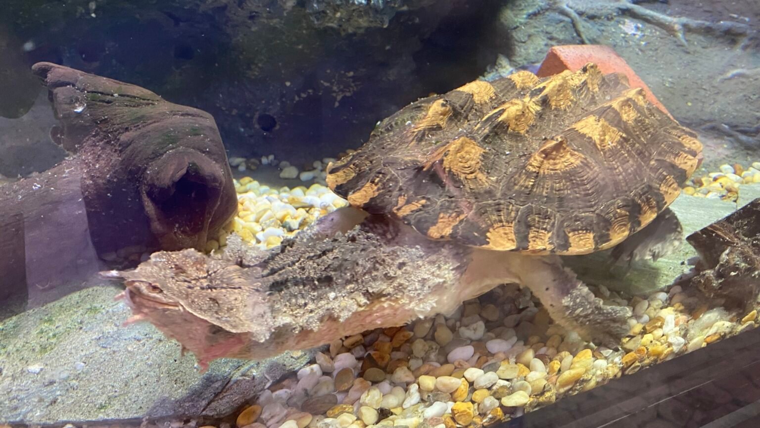 Descubre la Fascinante Tortuga Matamata (Chelus fimbriata) | Blog ...