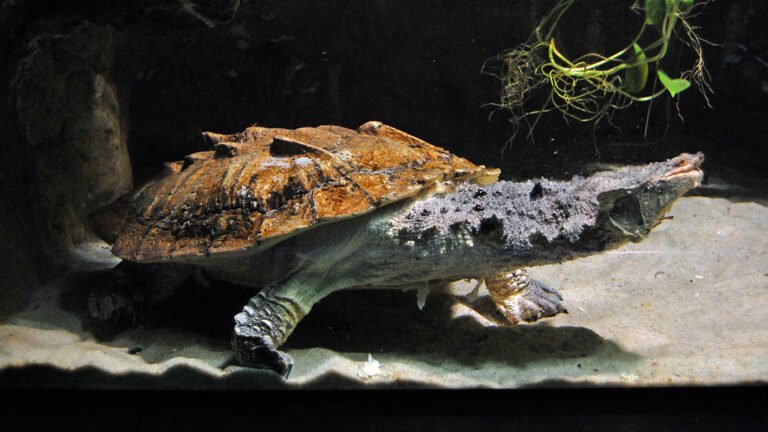 Descubre la Fascinante Tortuga Matamata (Chelus fimbriata) | Blog ...